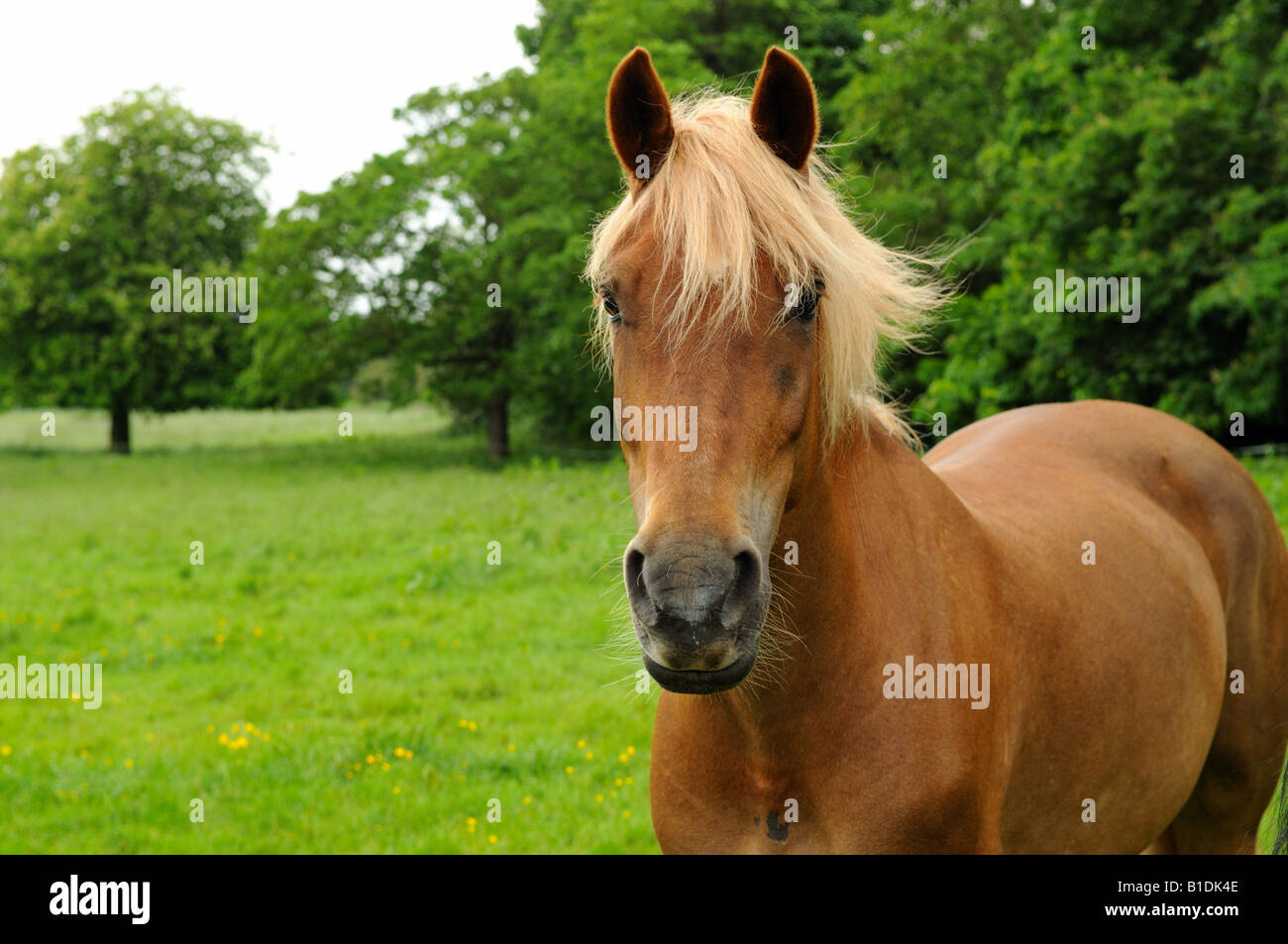 Beautiful Welsh cob horses enjoying the countryside sunshine. One with ...