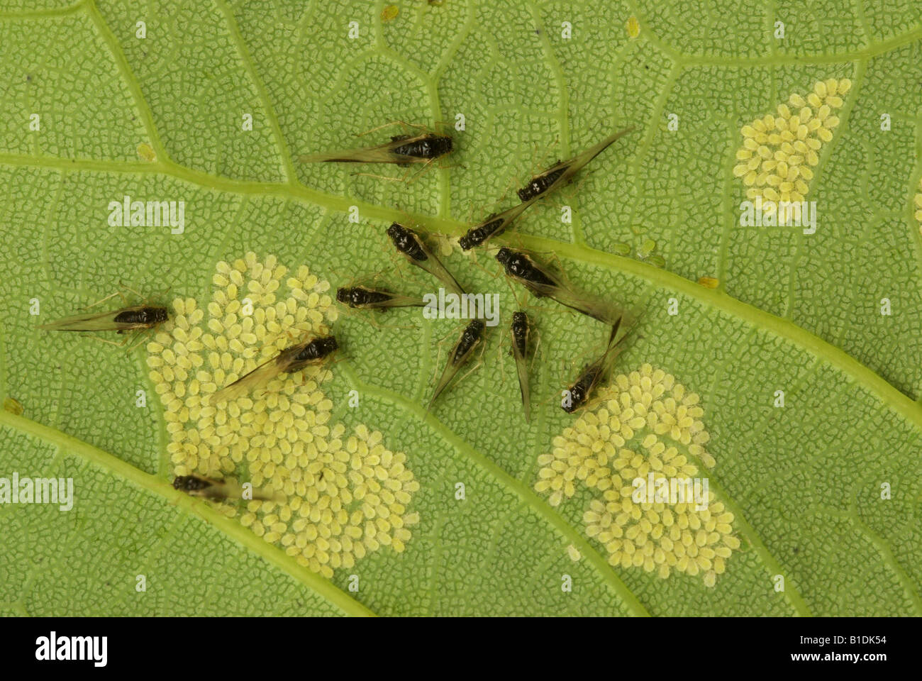 Aphids on sycamore Stock Photo - Alamy