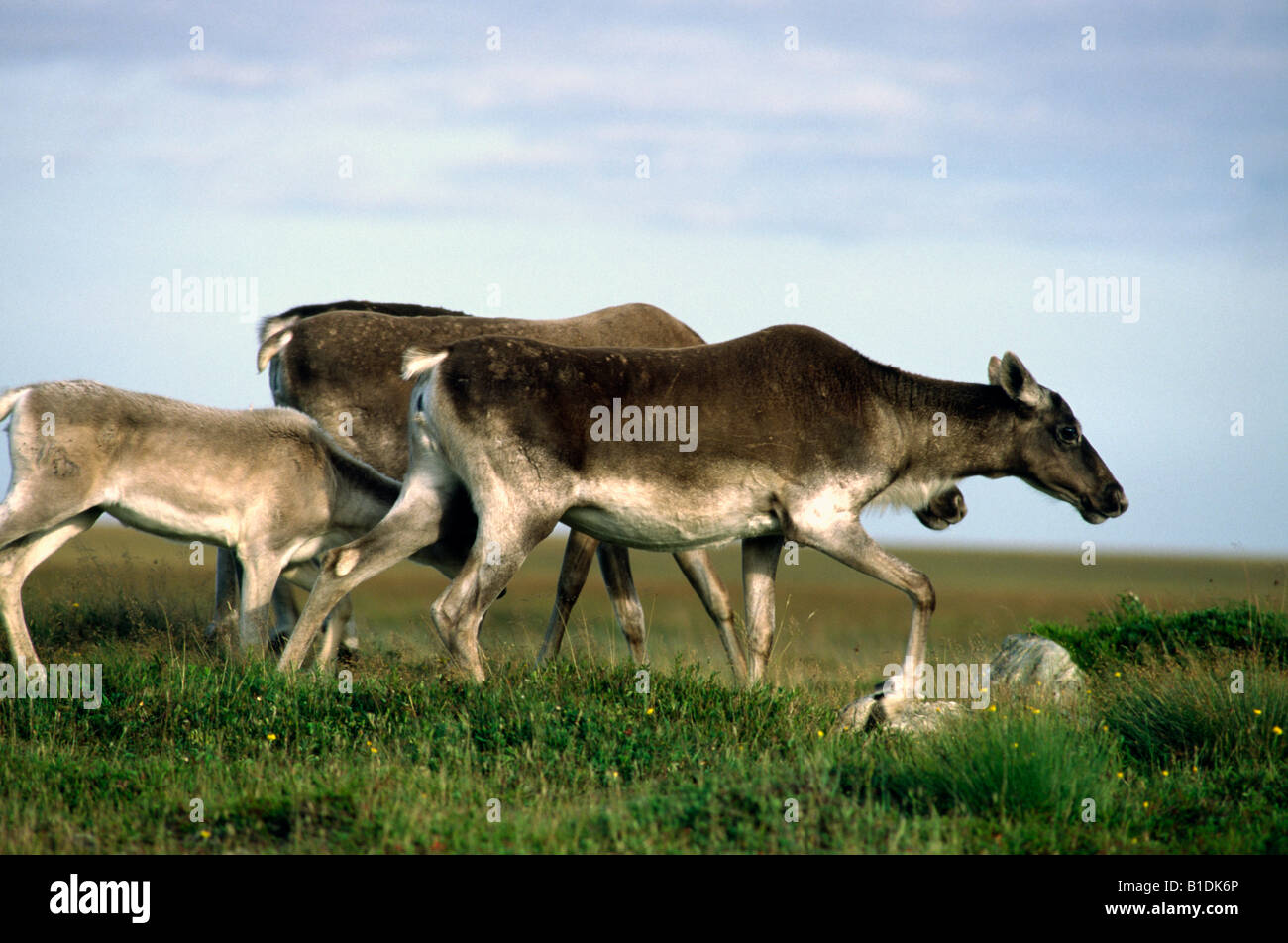 Caribou, Newfoundland, Canada Stock Photo - Alamy