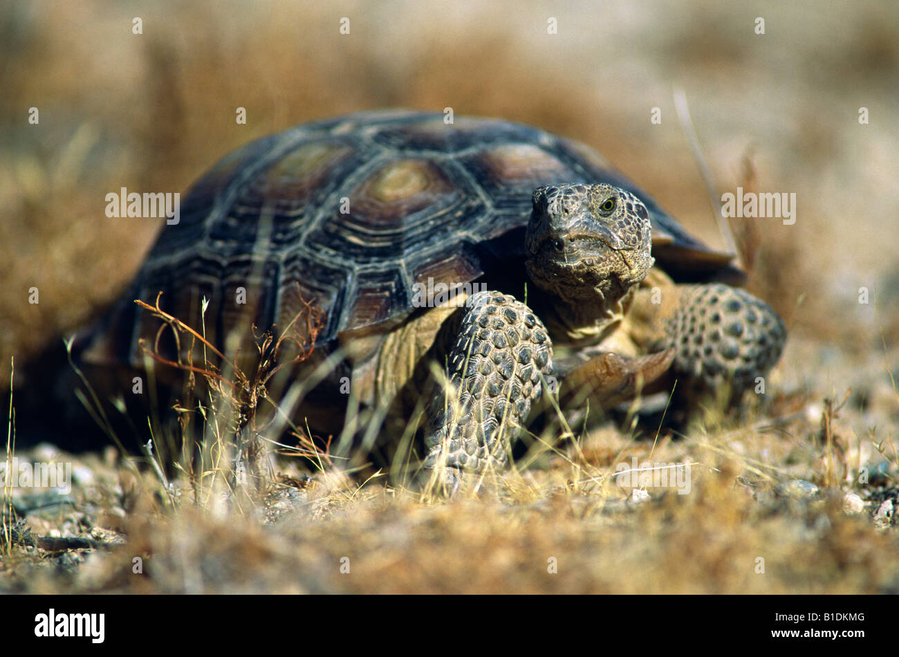 Desert tortoise, gopherus agassizii, Mojave Desert, California Stock ... Desert tortoise, gopherus agassizii, Mojave Desert, California Stock ...