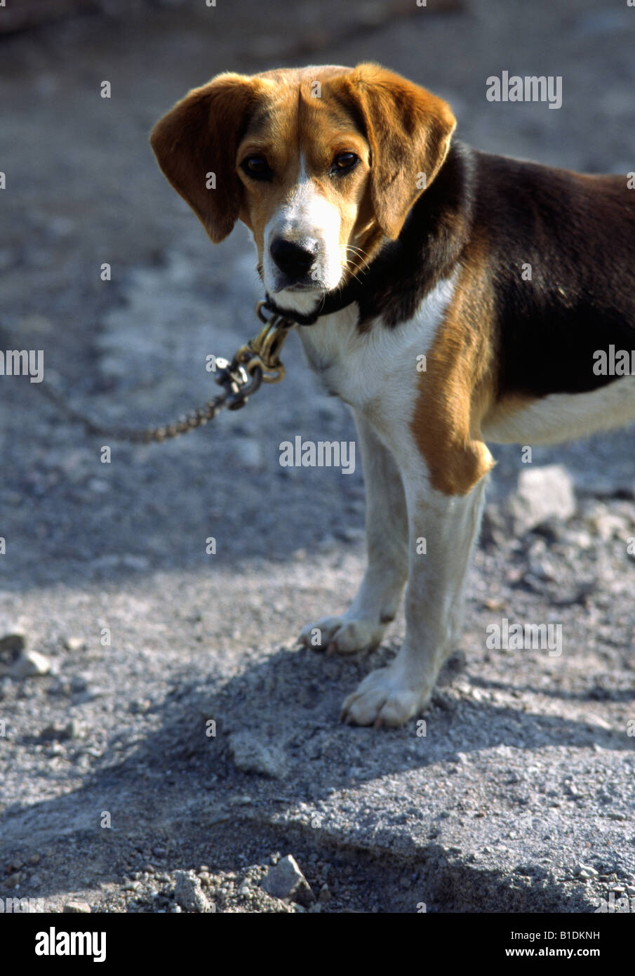 Beagle on a leash Stock Photo - Alamy