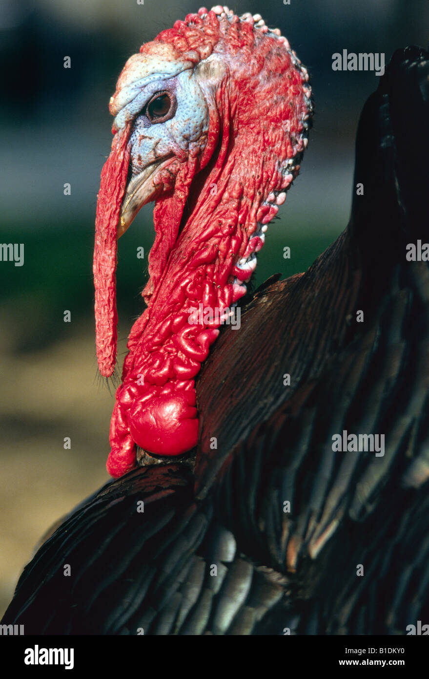 Male turkey hi-res stock photography and images - Alamy