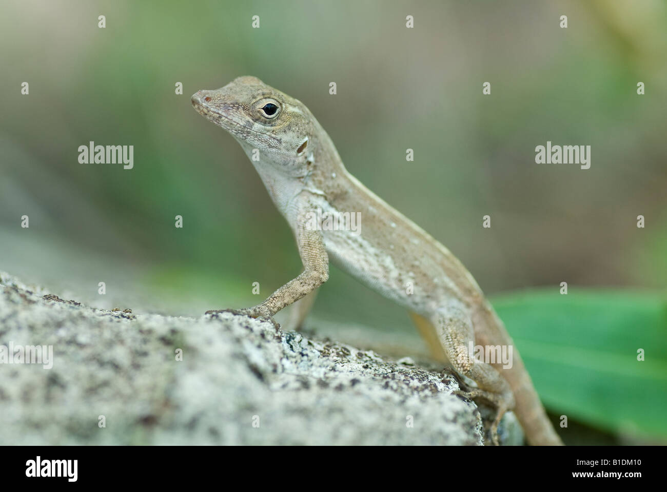 St. Thomas Anole Stock Photo - Alamy