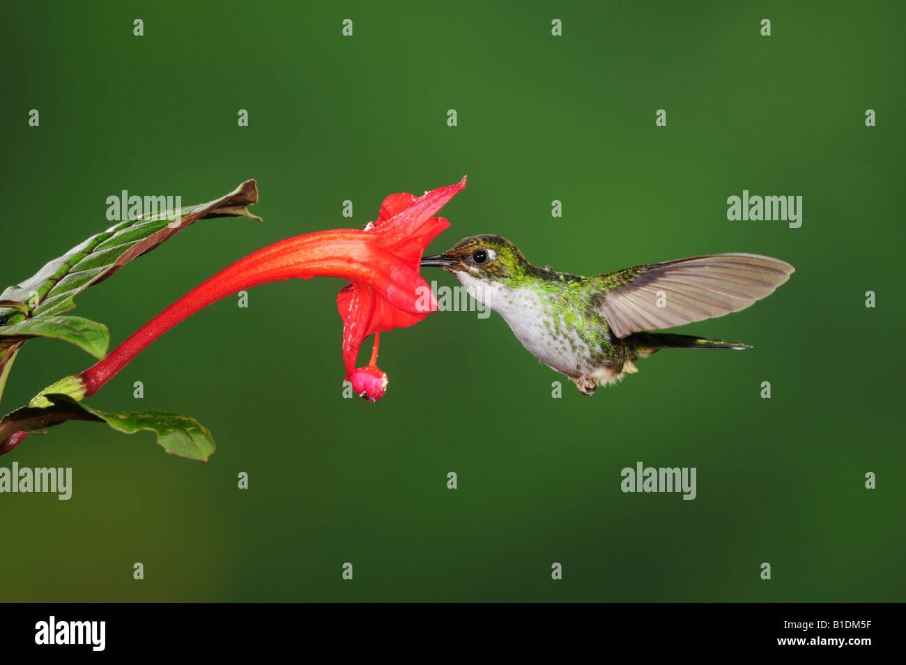 Booted Racket-tail Hummingbird Ocreatus underwoodii female feeding from ...