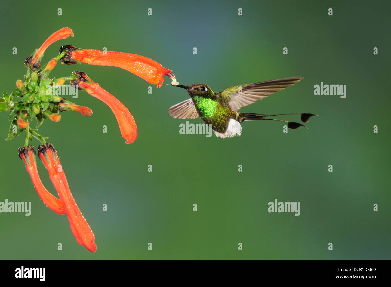 Booted Racket-tail Hummingbird Ocreatus underwoodii male feeding from ...