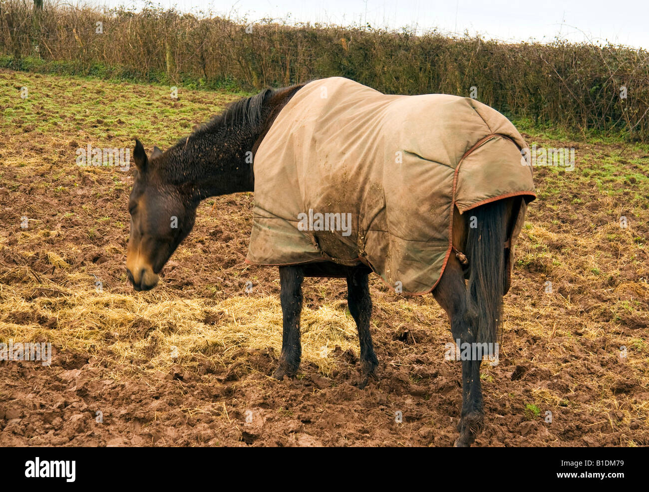 Horse in Muddy Winter Field Stock Photo - Alamy