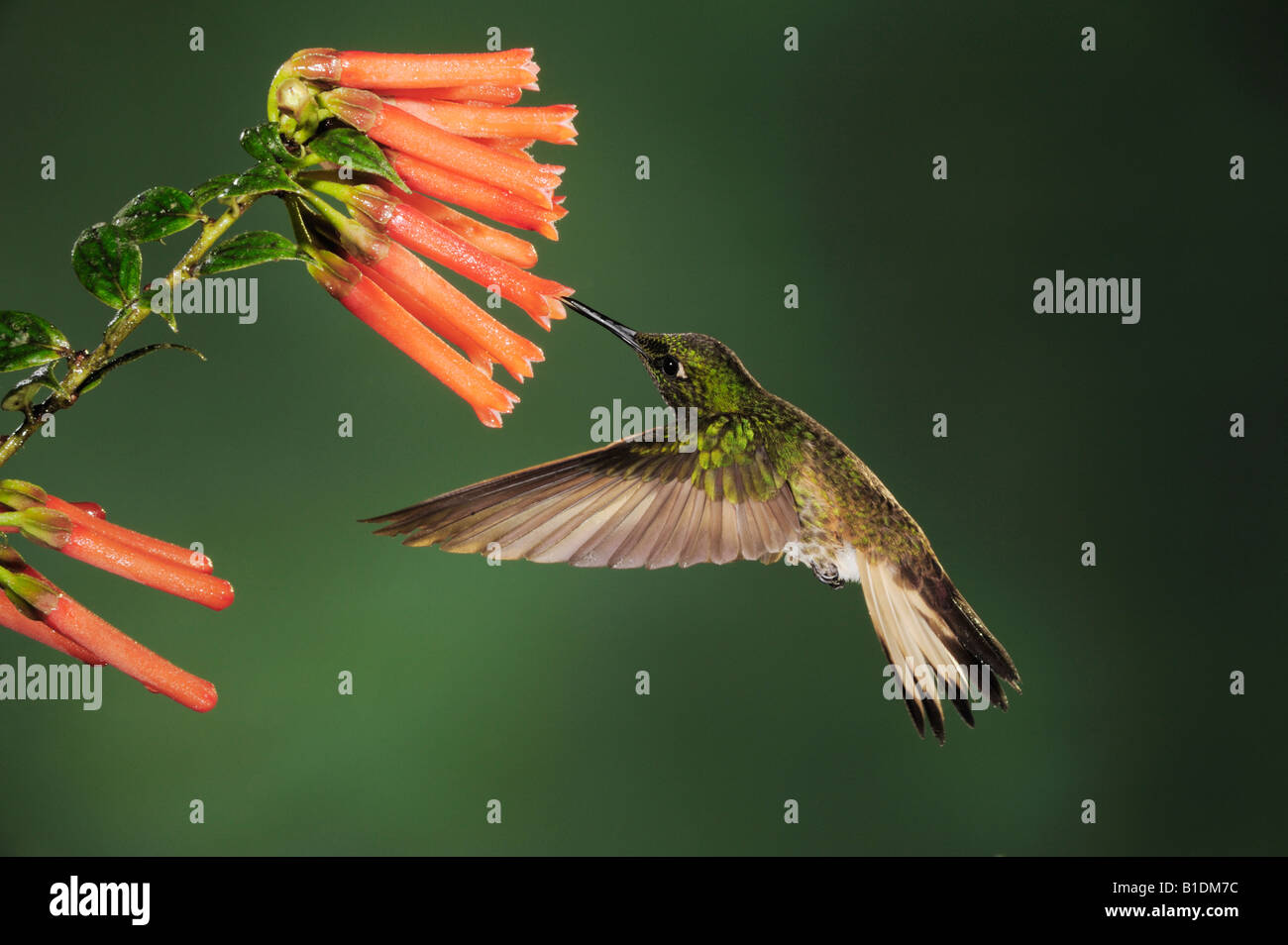 Buff-tailed Coronet Hummingbird Boissonneaua flavescens adult feeding ...