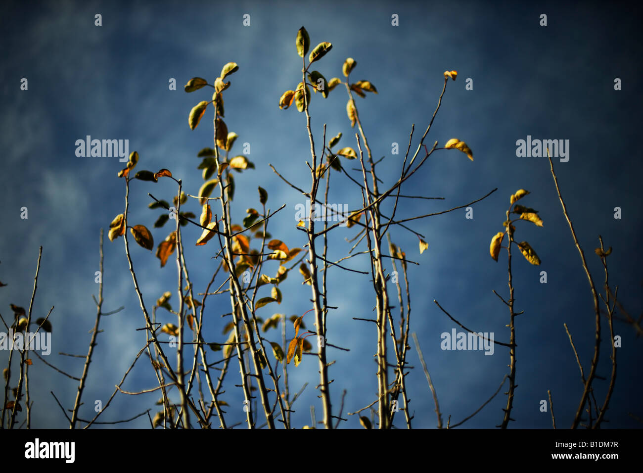 Tree losing leaves hi-res stock photography and images - Alamy
