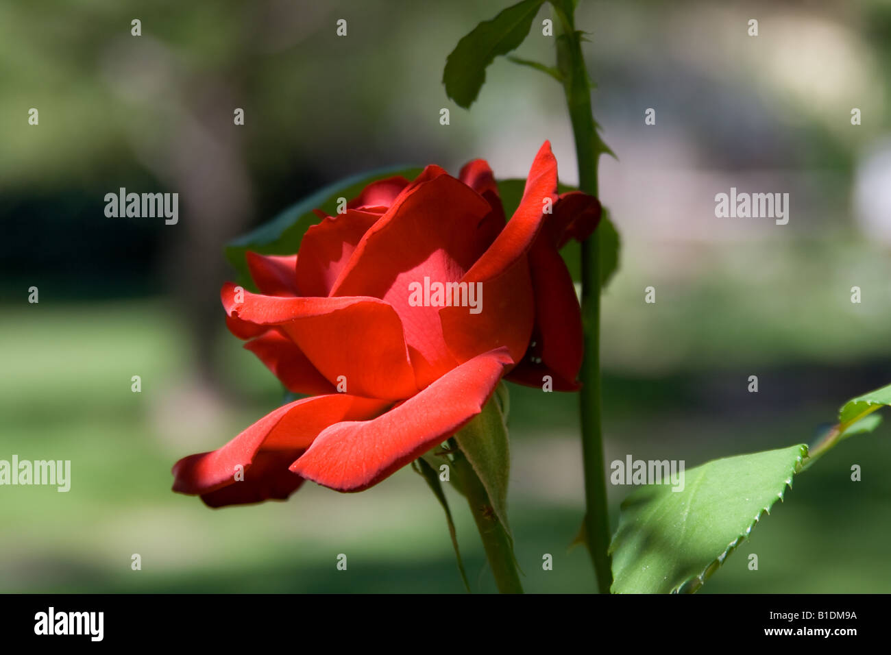 How the red sun rose hi-res stock photography and images - Alamy
