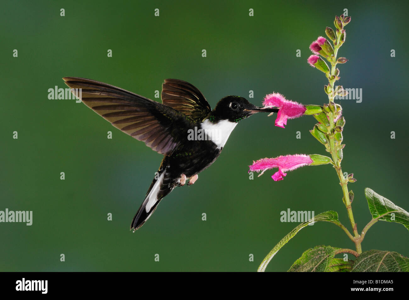 Collared Inca Hummingbird Coeligena torquata male feeding from sage ...