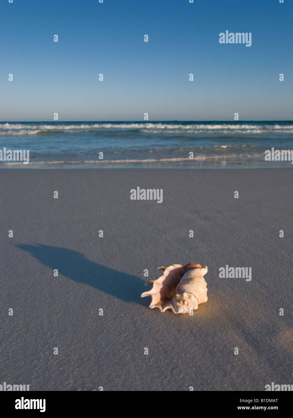 Seashell on Beach Stock Photo - Alamy