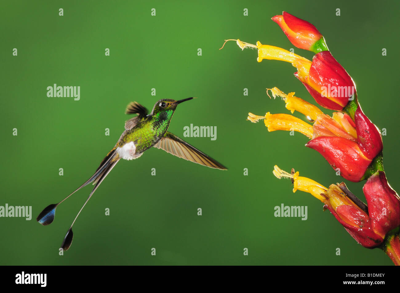 Booted Racket-tail Hummingbird Ocreatus underwoodii male feeding from ...