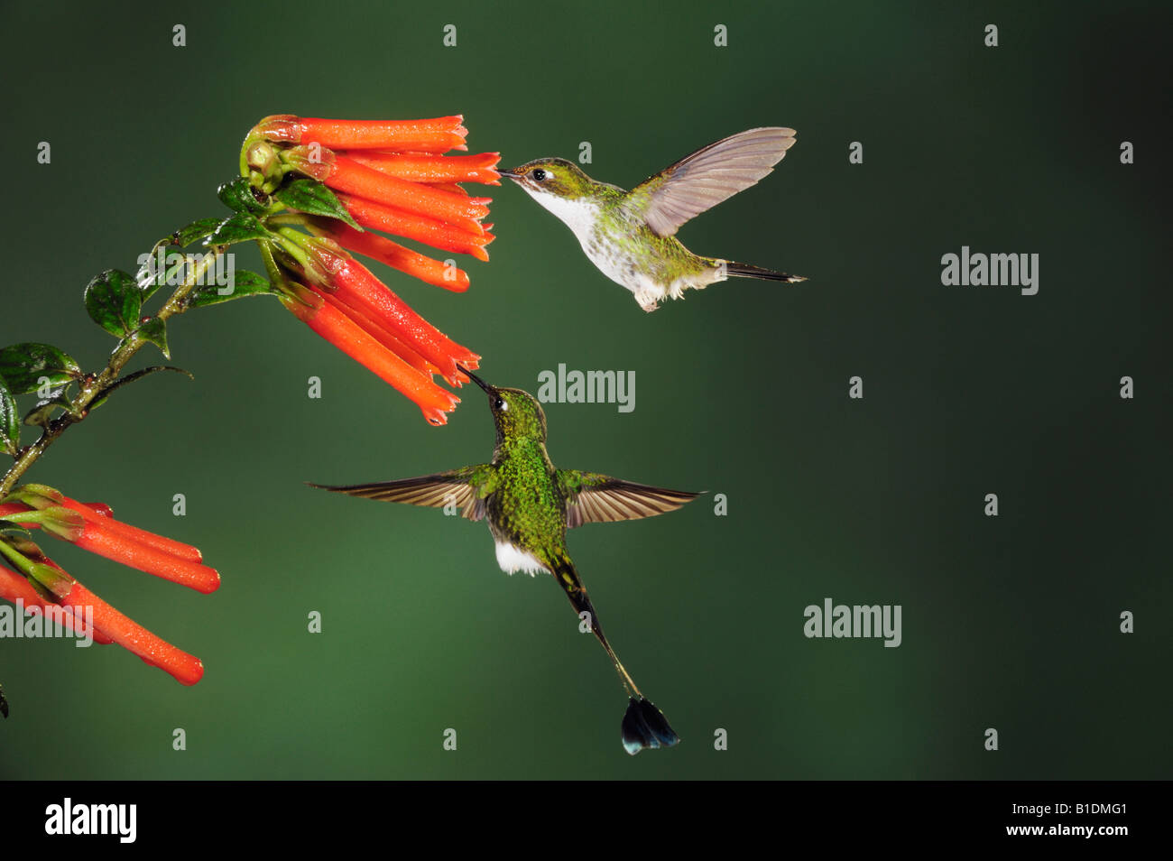 Booted Racket-tail Hummingbird Ocreatus underwoodii male and female ...