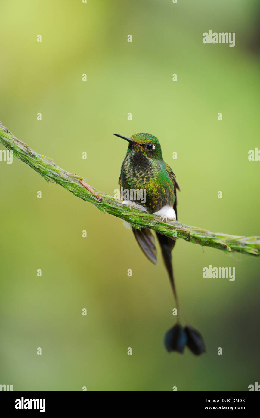 Booted Racket-tail Hummingbird Ocreatus underwoodii male perched Mindo ...