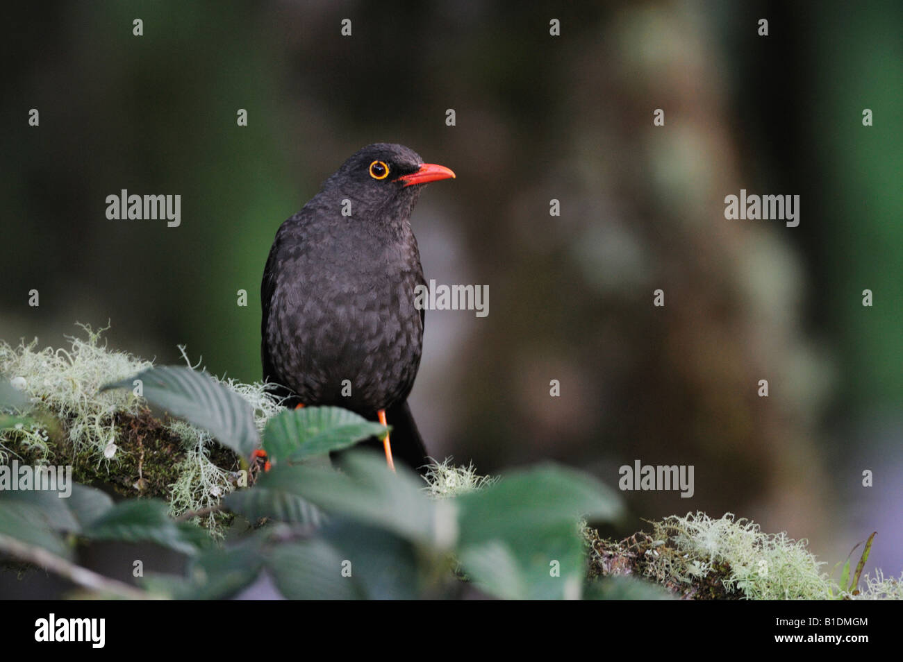 Serranus hi-res stock photography and images - Alamy