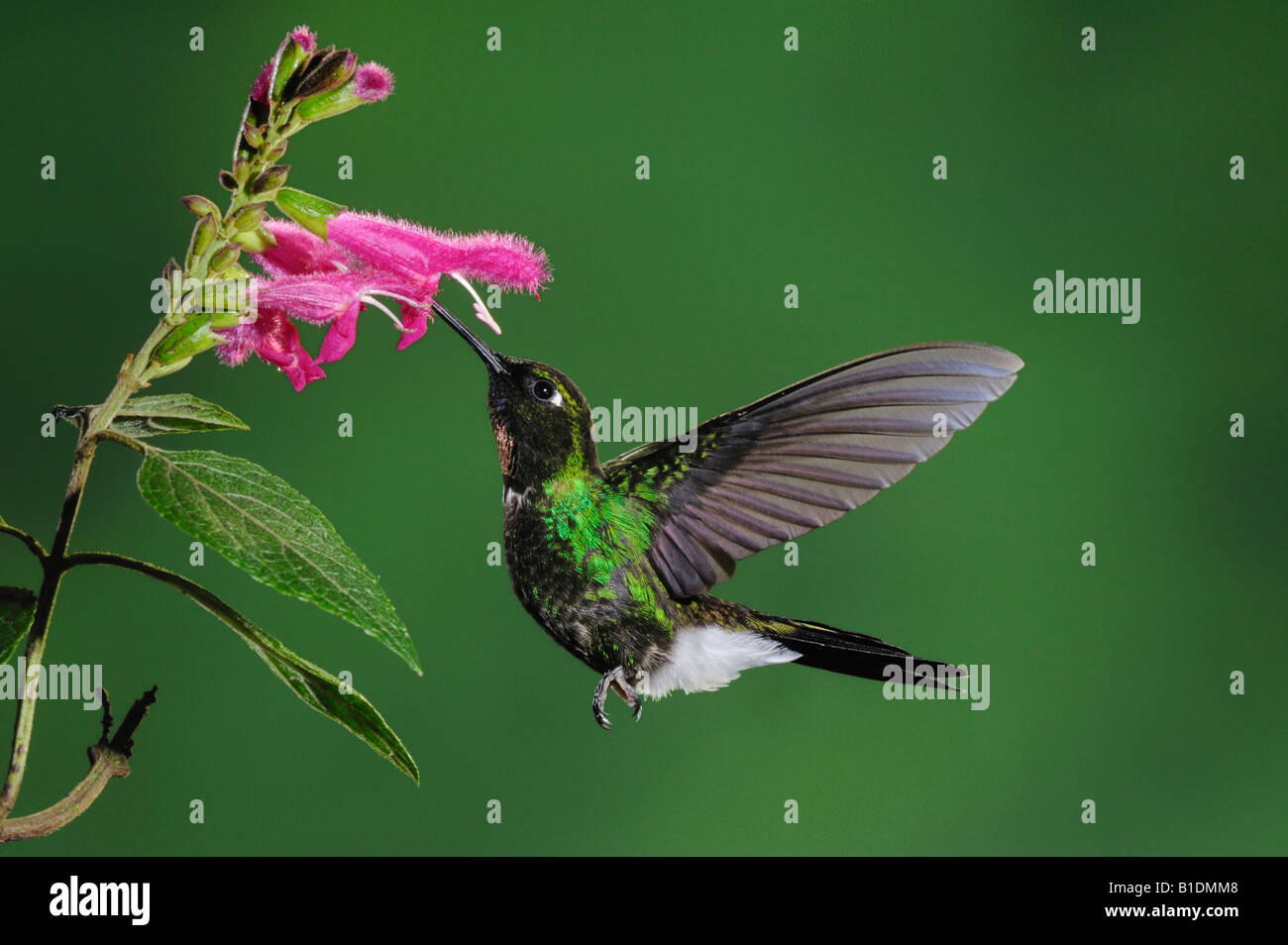Tourmaline Sunangel Hummingbird Heliangelus exortis male feeding from ...