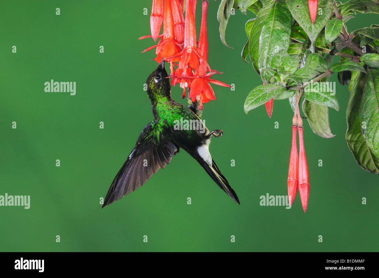 Tourmaline Sunangel Hummingbird Heliangelus exortis male feeding from ...