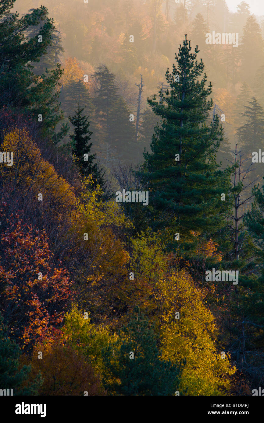 Trees growing on side of mountain hi-res stock photography and images ...