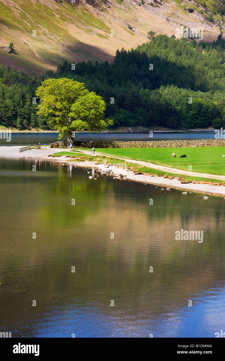 Lake Buttermere Ash Tree Reflected On The Lakes Still Water In Spring ...