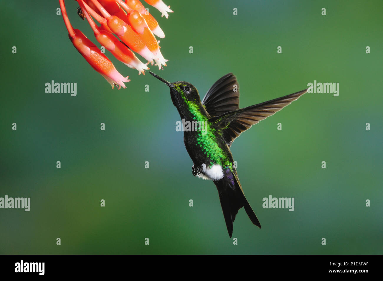 Glowing puffleg hummingbird hi-res stock photography and images - Alamy