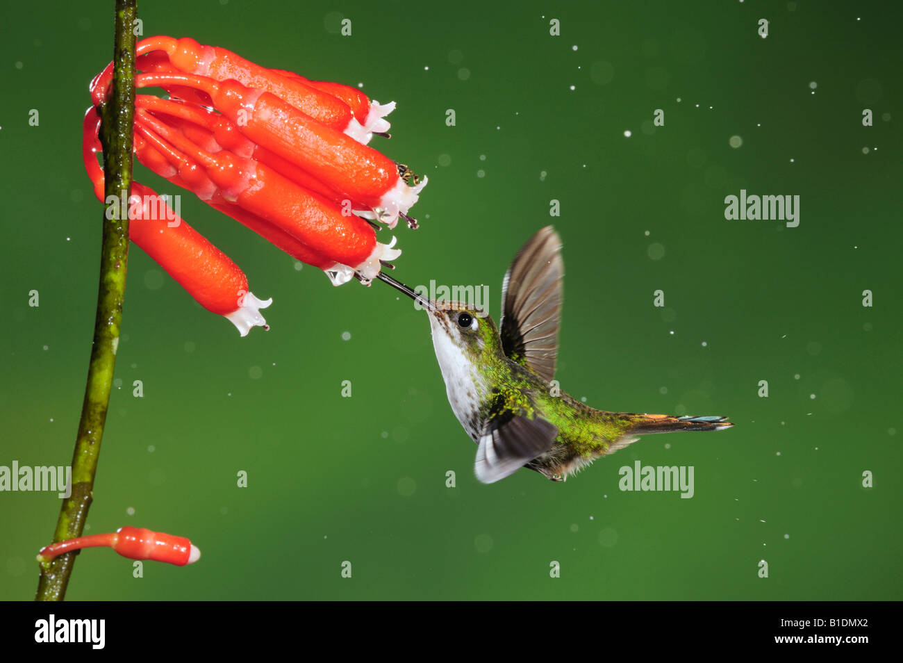 Rackettail hummingbird hi-res stock photography and images - Alamy