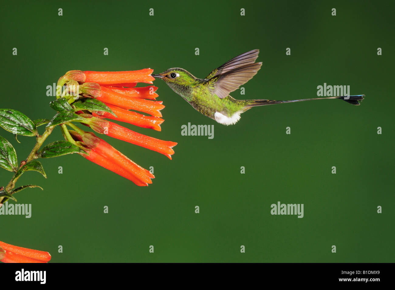 Booted Racket-tail Hummingbird Ocreatus underwoodii male feeding from ... Booted Racket-tail Hummingbird Ocreatus underwoodii male feeding from ...