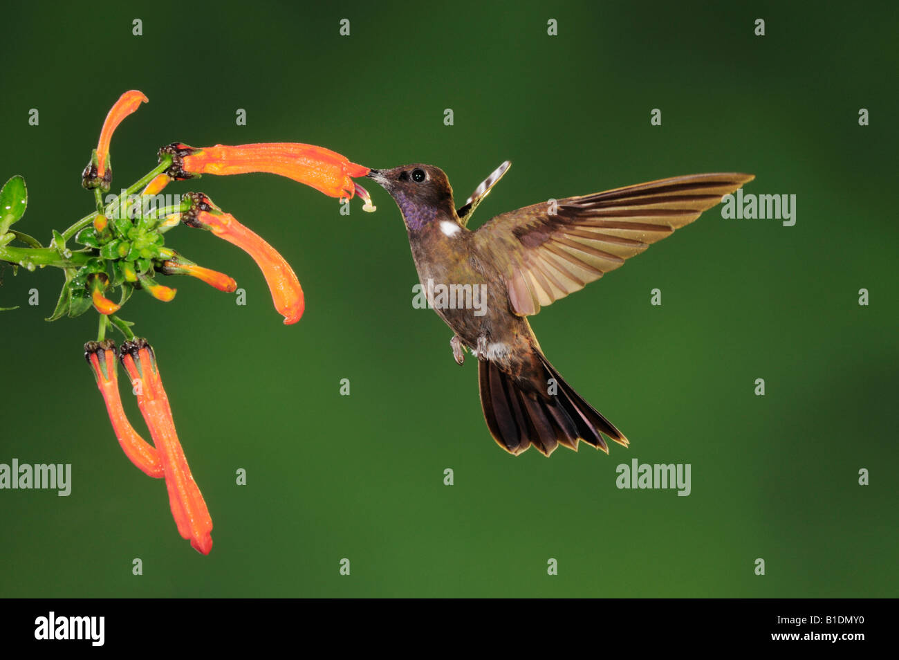 Brown Inca Hummingbird Coeligena wilsoni adult feeding from flower ...