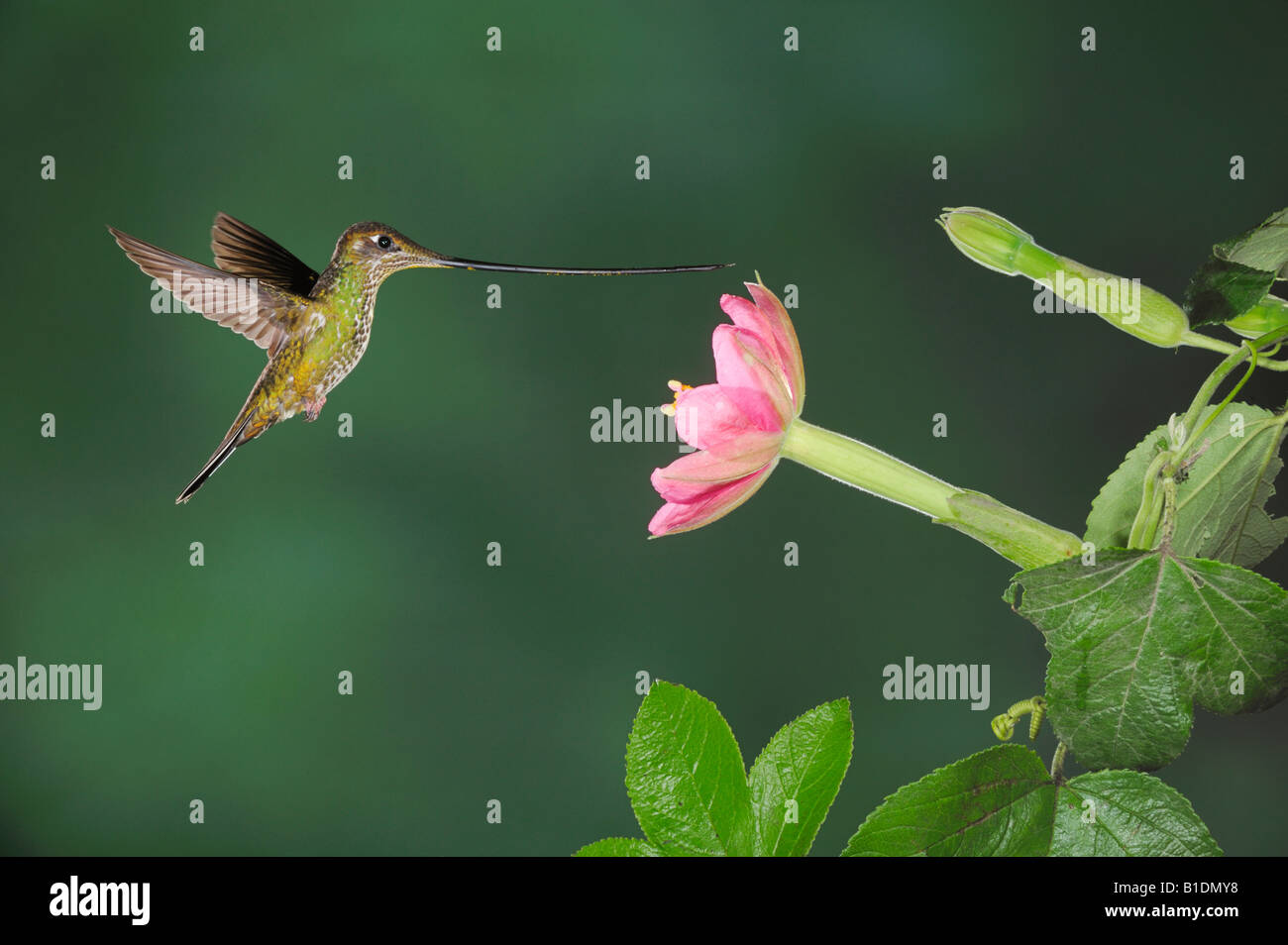 Sword-billed Hummingbird Ensifera ensifera female feeding from ...