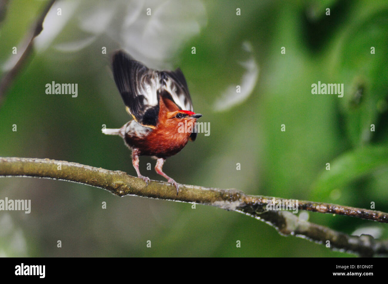 Club-winged Manakin Machaeropterus deliciosus male displaying Milpe ...