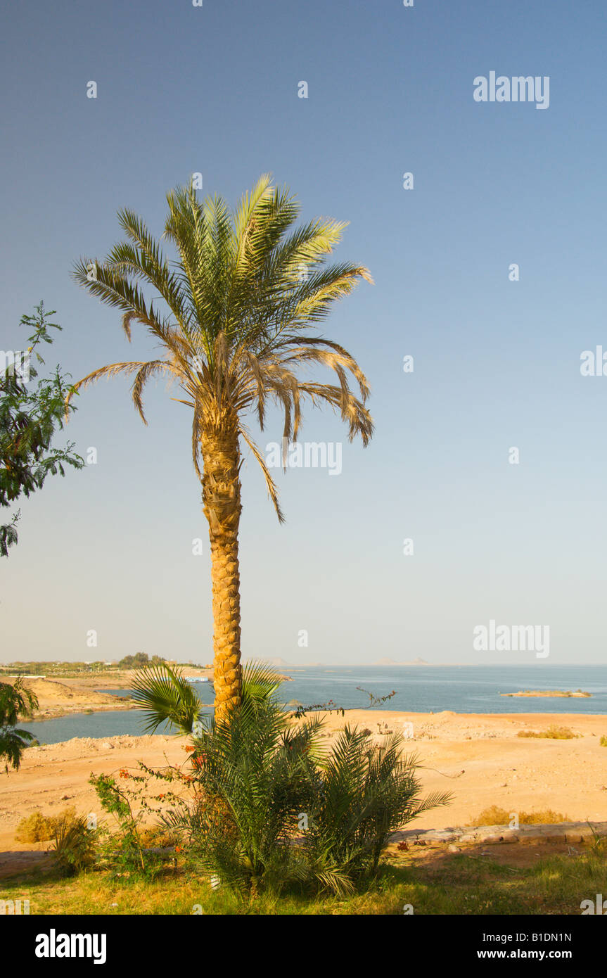 A lone palm tree overlooking Lake Nasser at Abu Simbel Egypt Stock ...