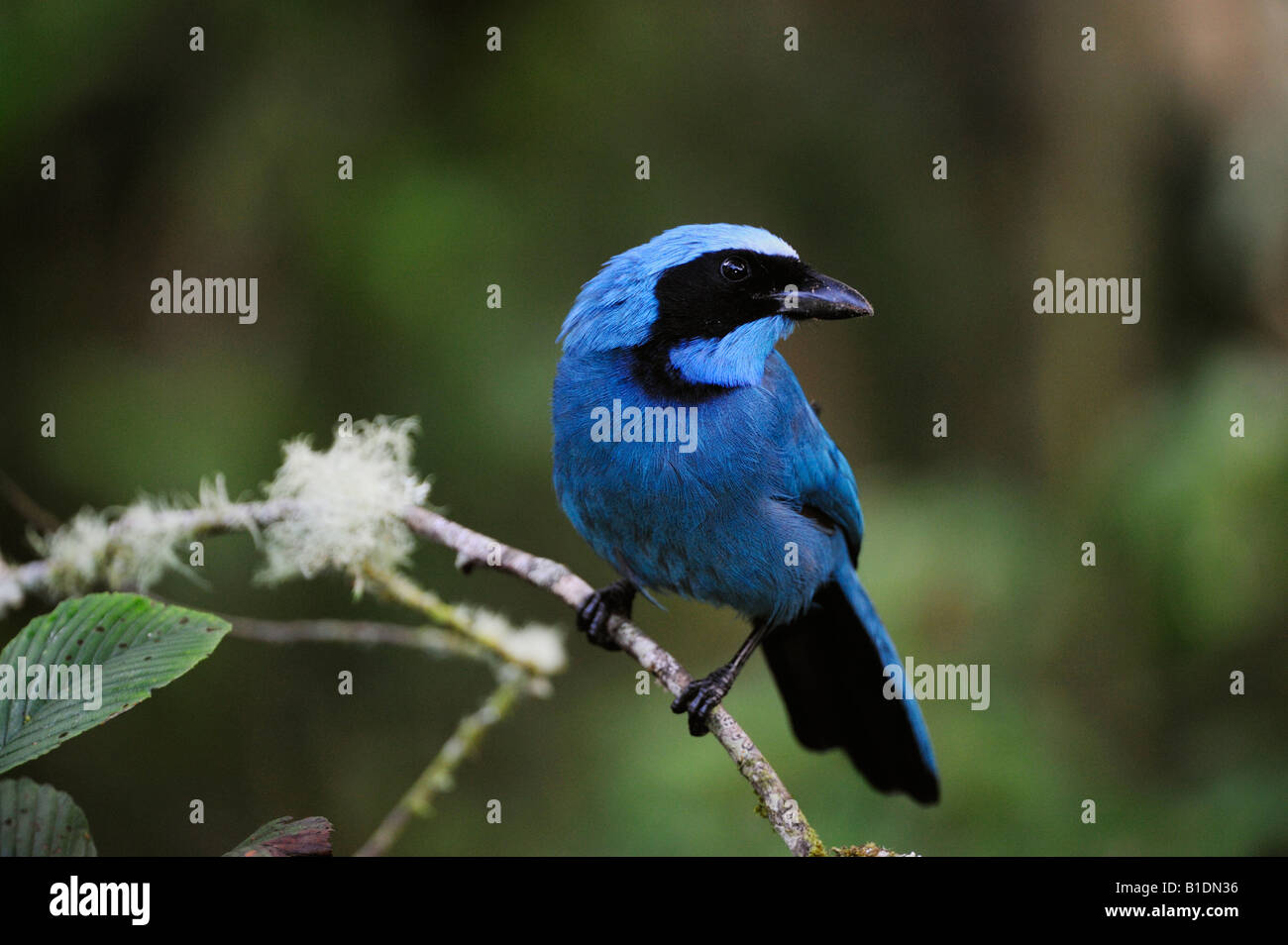 Turquoise Jay Cyanolyca turcosa adult Papallacta Ecuador Andes South ...