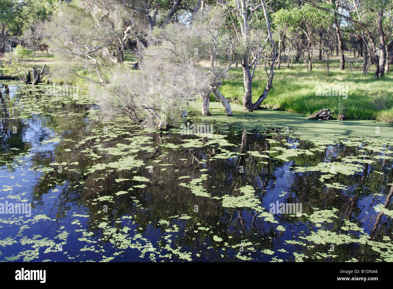 Canning River Regional Park, Western Australia Stock Photo - Alamy