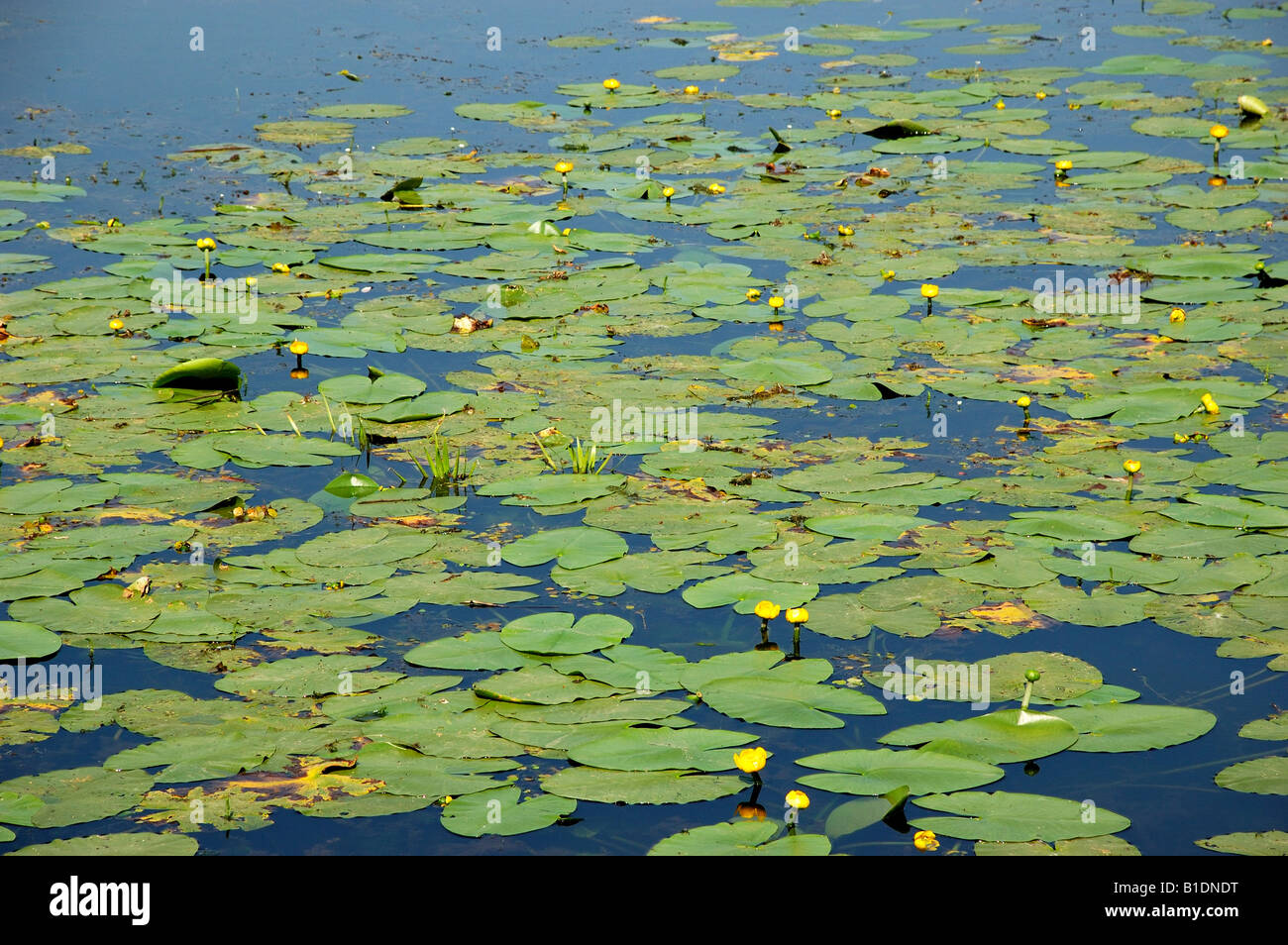 water lilly leaves Stock Photo - Alamy