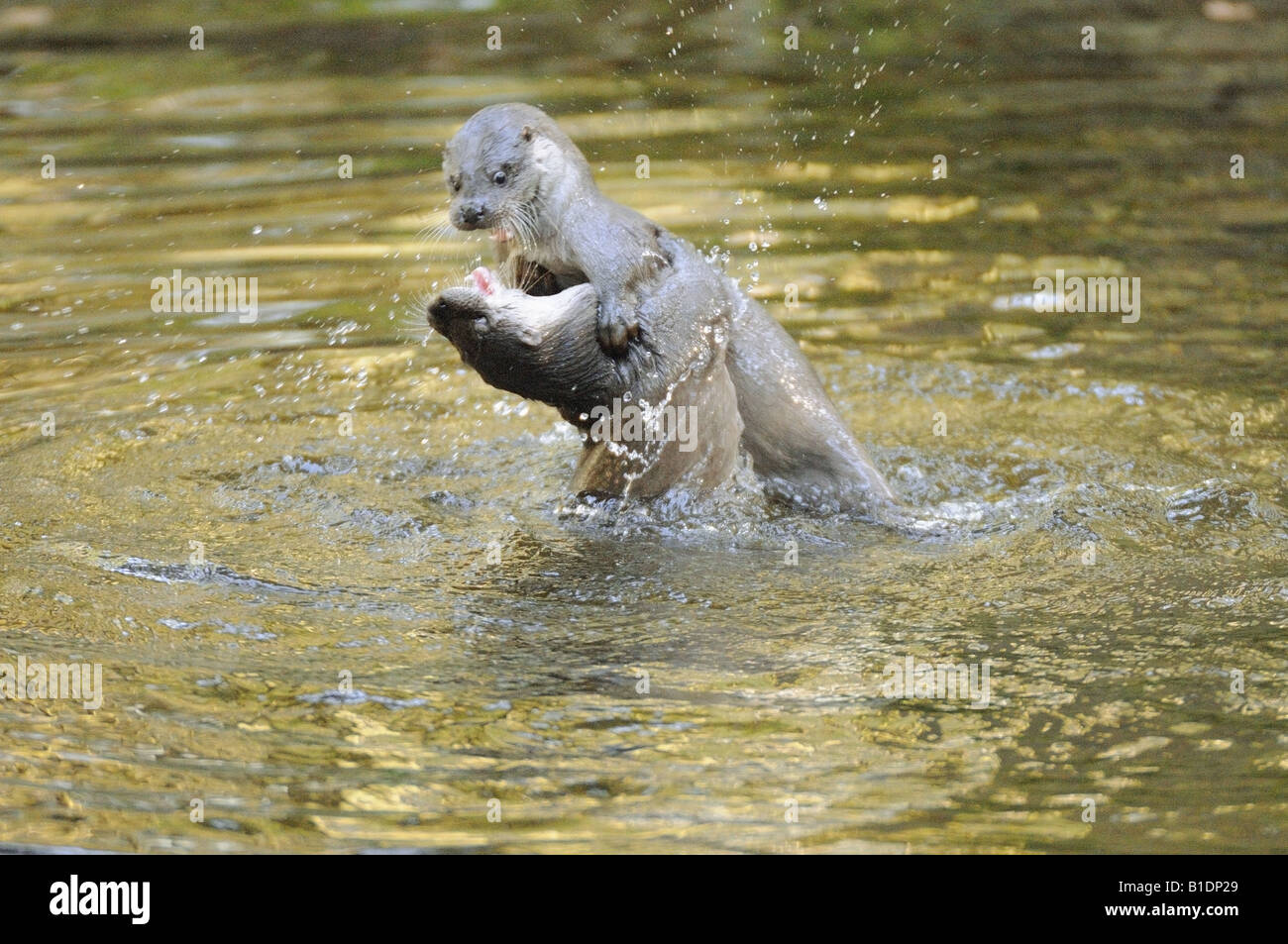 Eurasian otter lutra fighting hi-res stock photography and images - Alamy