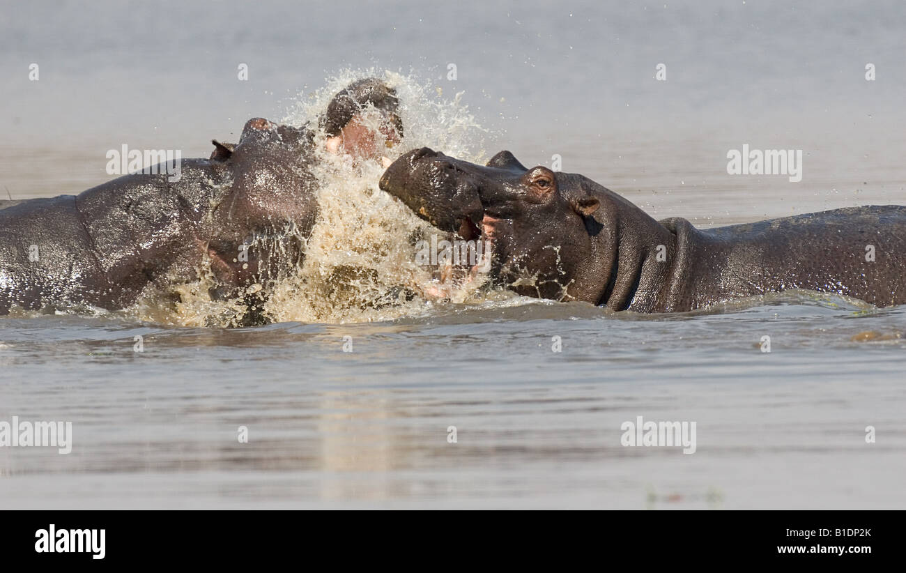 hippopotamus - fighting / Hippopotamus amphibius Stock Photo - Alamy