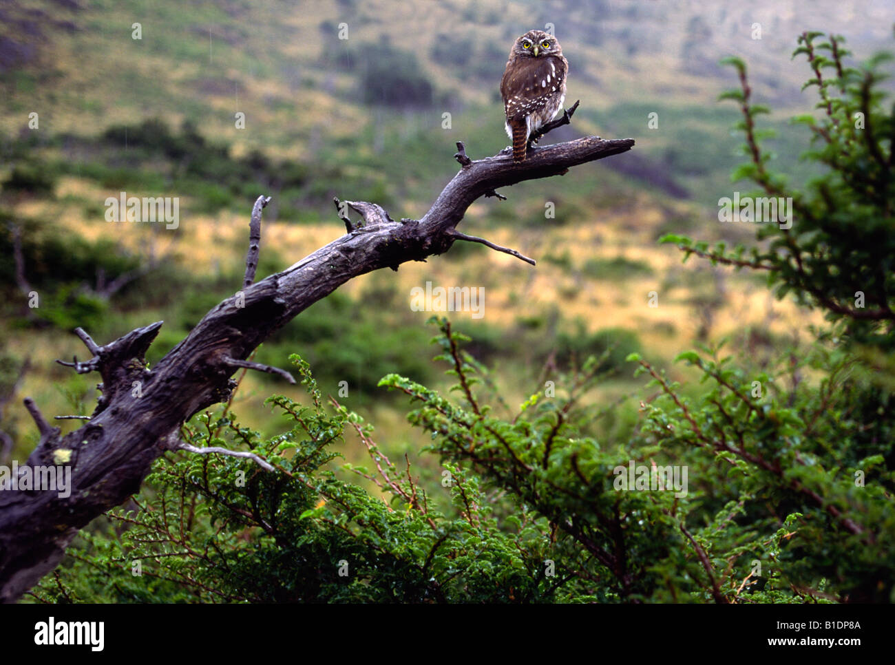 Austral Pygmy-Owl, glaucidium nanum, Torres del Paine National Park ...