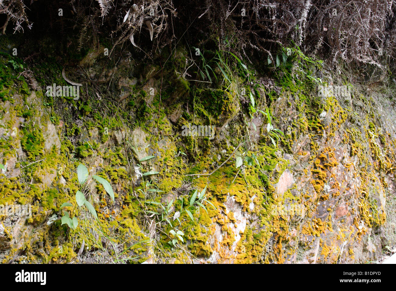 Mosses growing on rock Stock Photo - Alamy