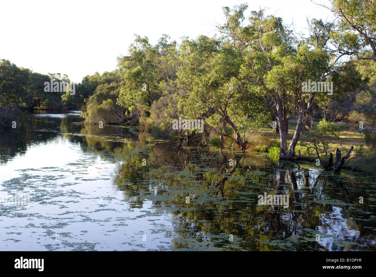 Canning River Regional Park near Perth, Western Australia Stock Photo ...