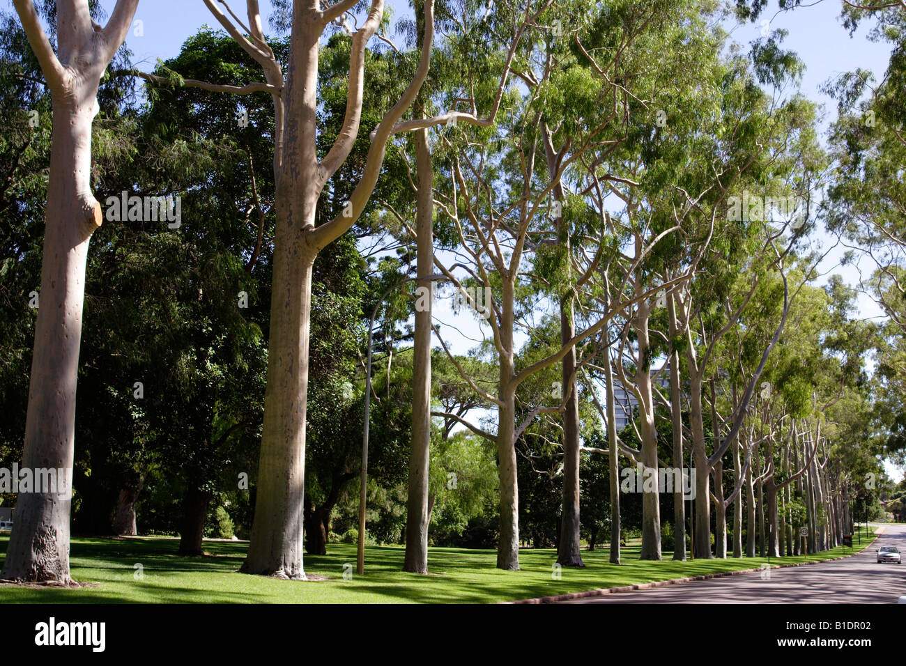 Trees Fraser Avenue High Resolution Stock Photography and Images - Alamy