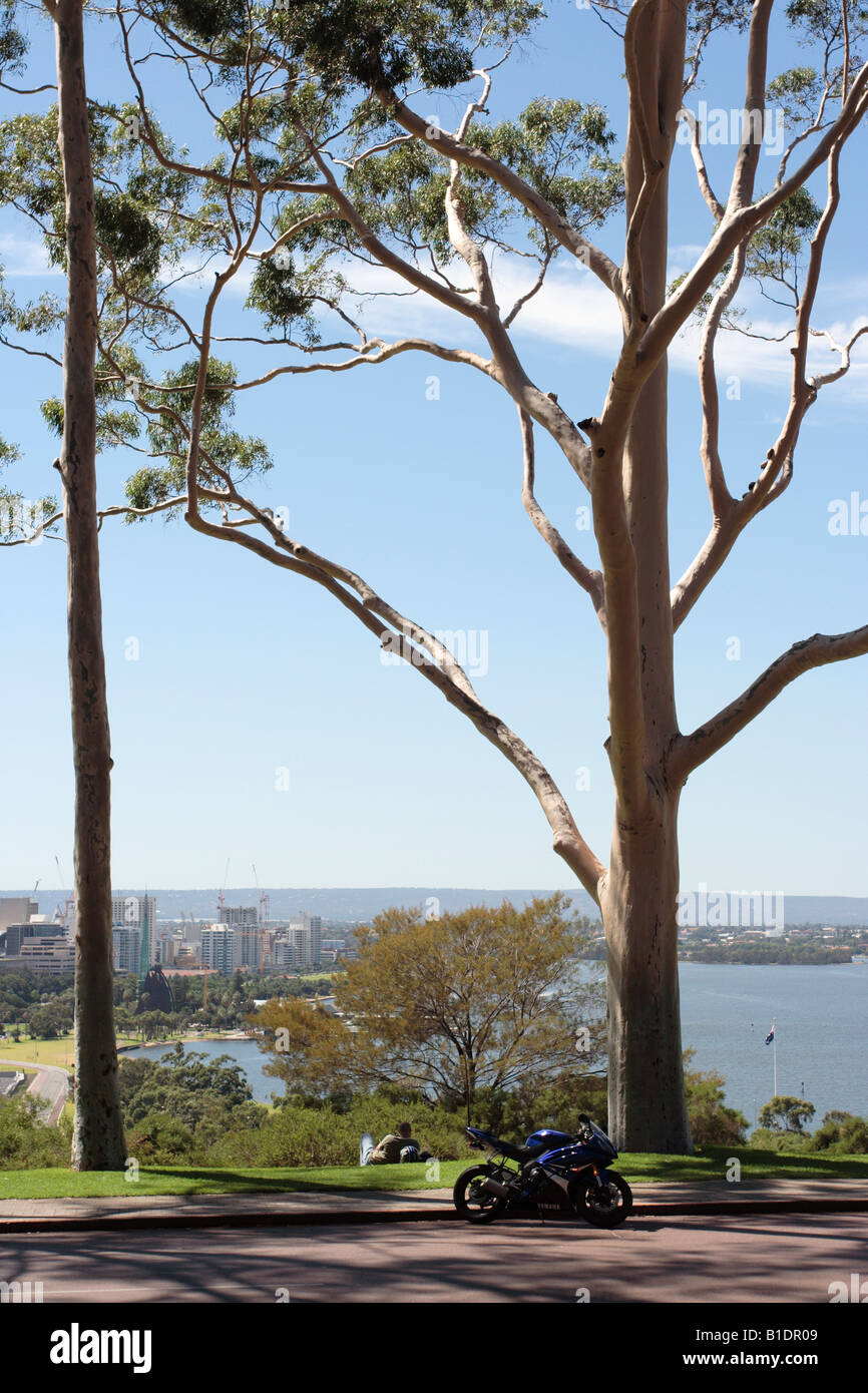 Gum trees at Kings Park in Perth, Western Australia Stock Photo - Alamy