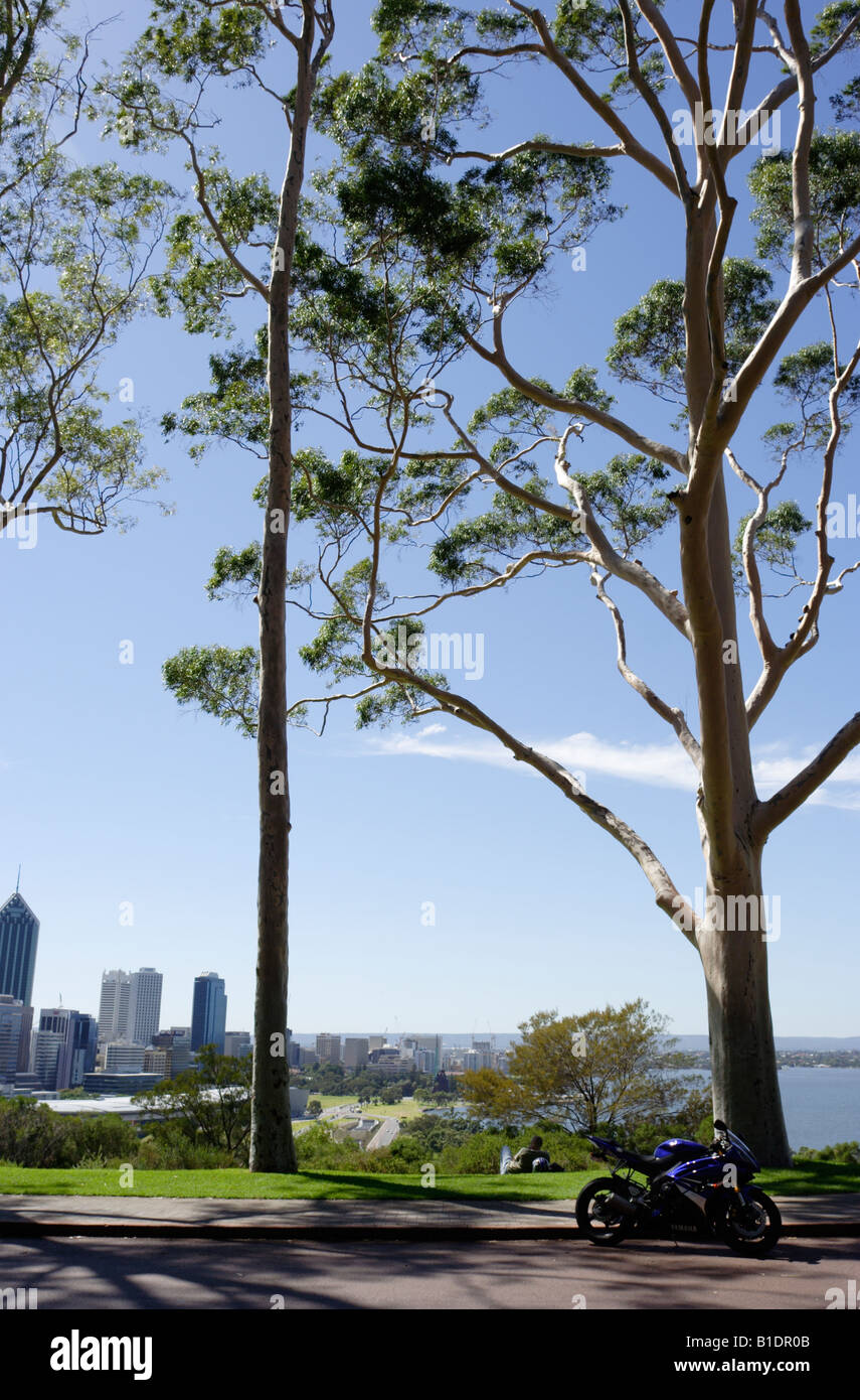 Kings park gum trees hi-res stock photography and images - Alamy