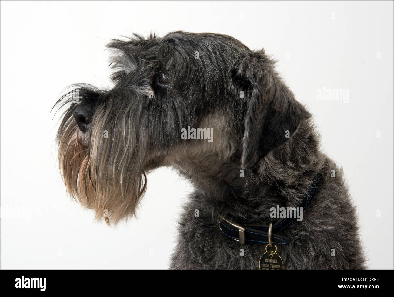 Schnauzer Dog Profile Stock Photo - Alamy