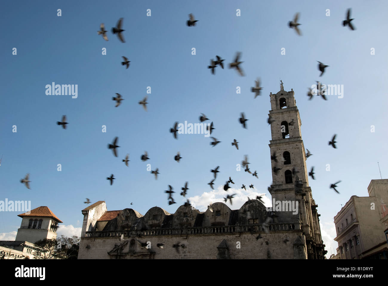 Cuba pigeons hi-res stock photography and images - Alamy