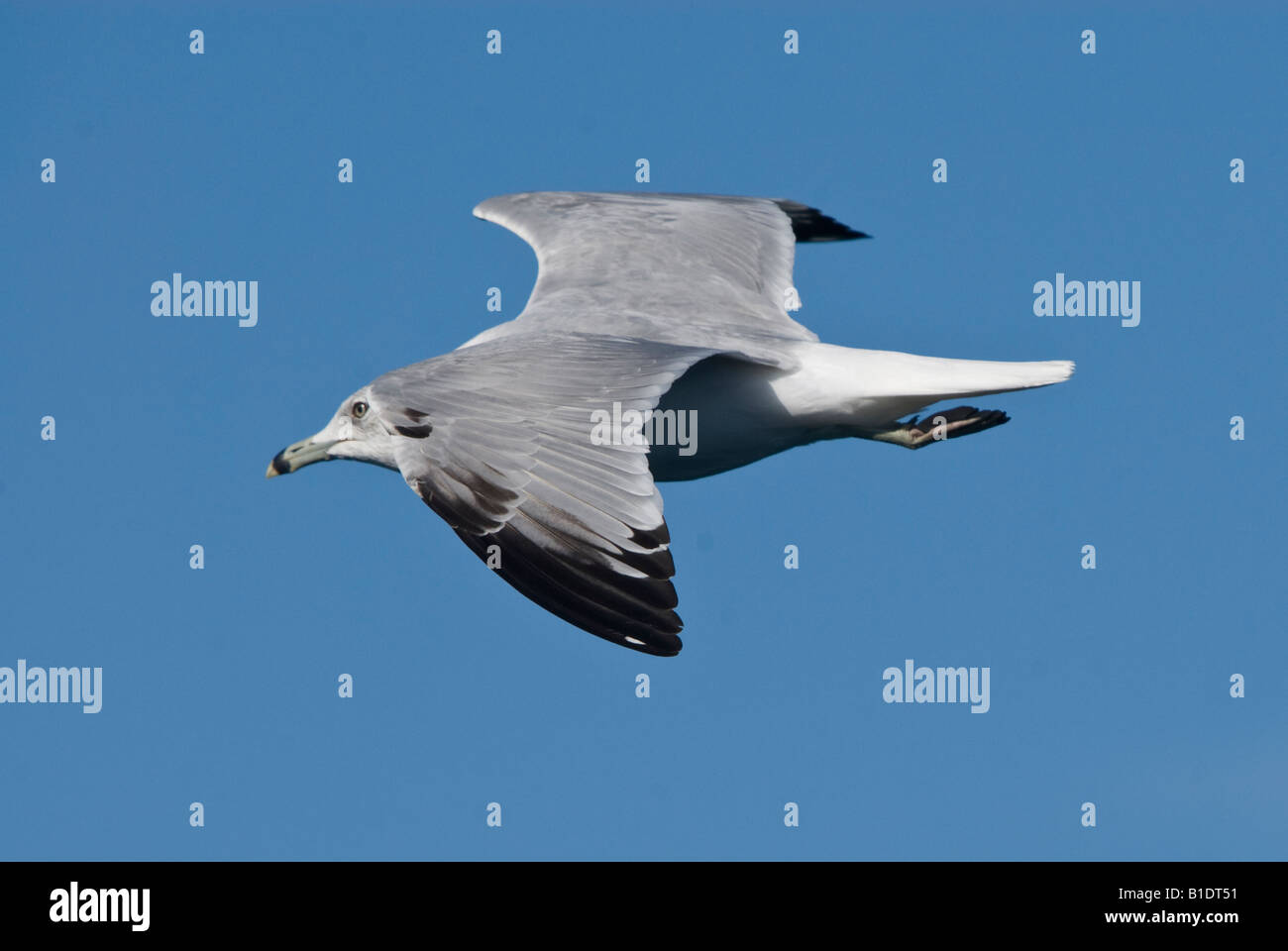 Ring-billed Gull in Flight Stock Photo - Alamy