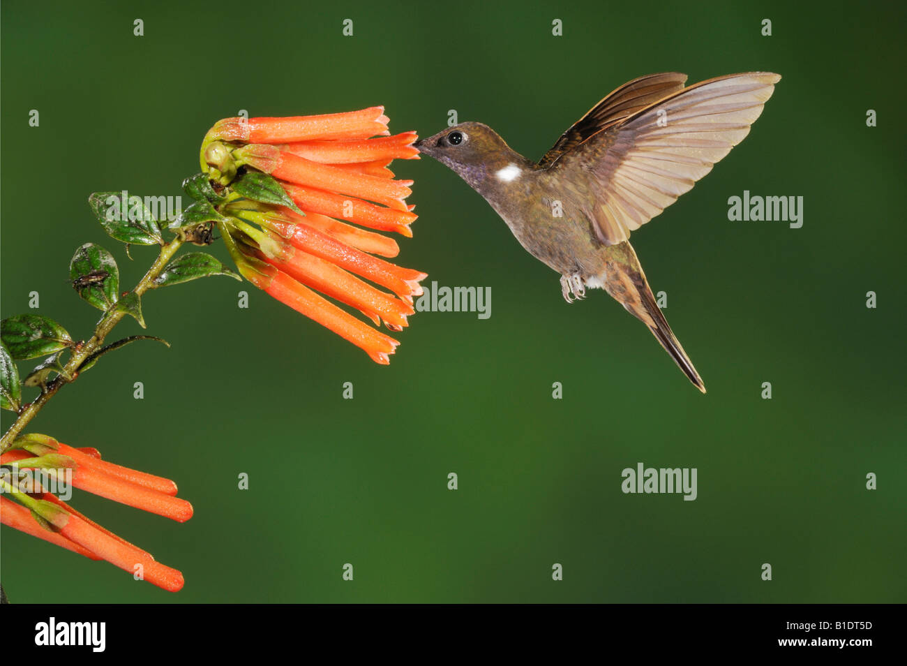 Brown Inca Hummingbird Coeligena wilsoni adult feeding from flower ...