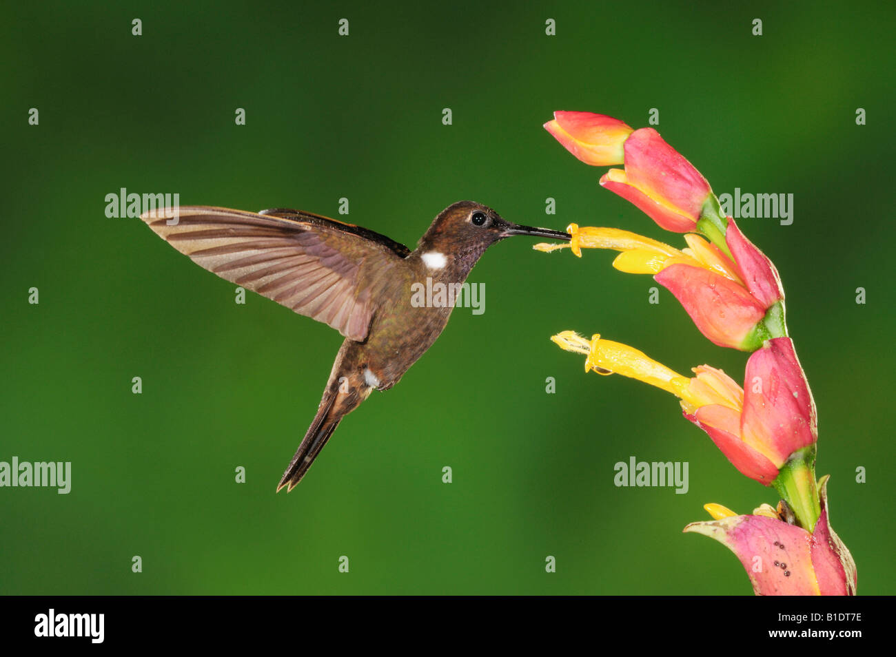 Inca hummingbirds hi-res stock photography and images - Alamy