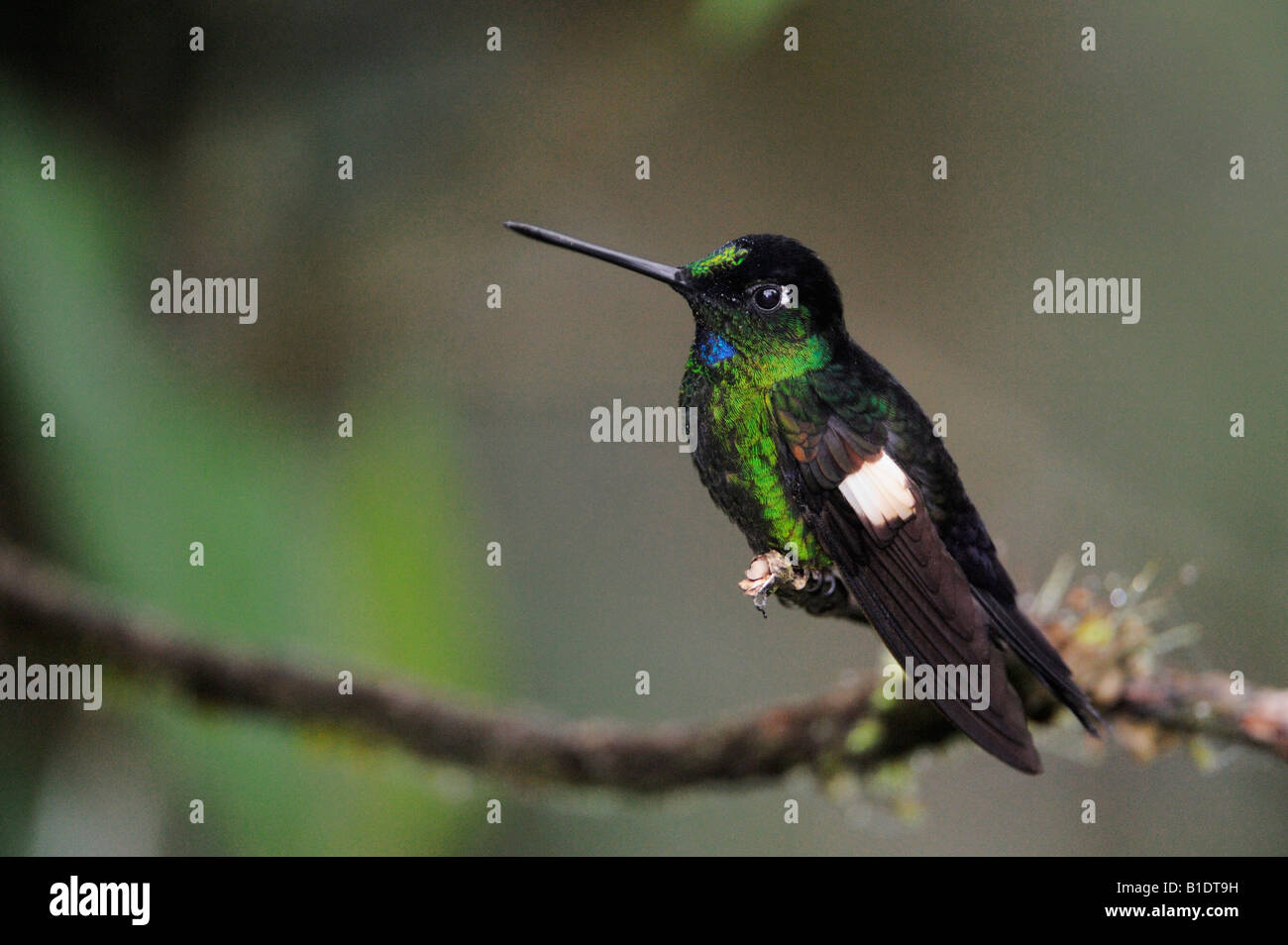 Yanacocha reserve hi-res stock photography and images - Alamy