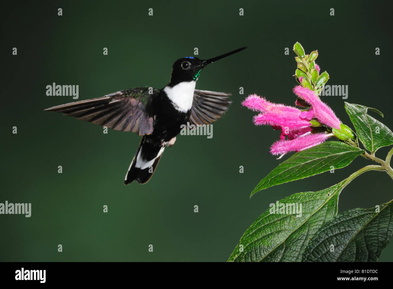 Collared Inca Hummingbird Coeligena torquata male feeding from sage ...