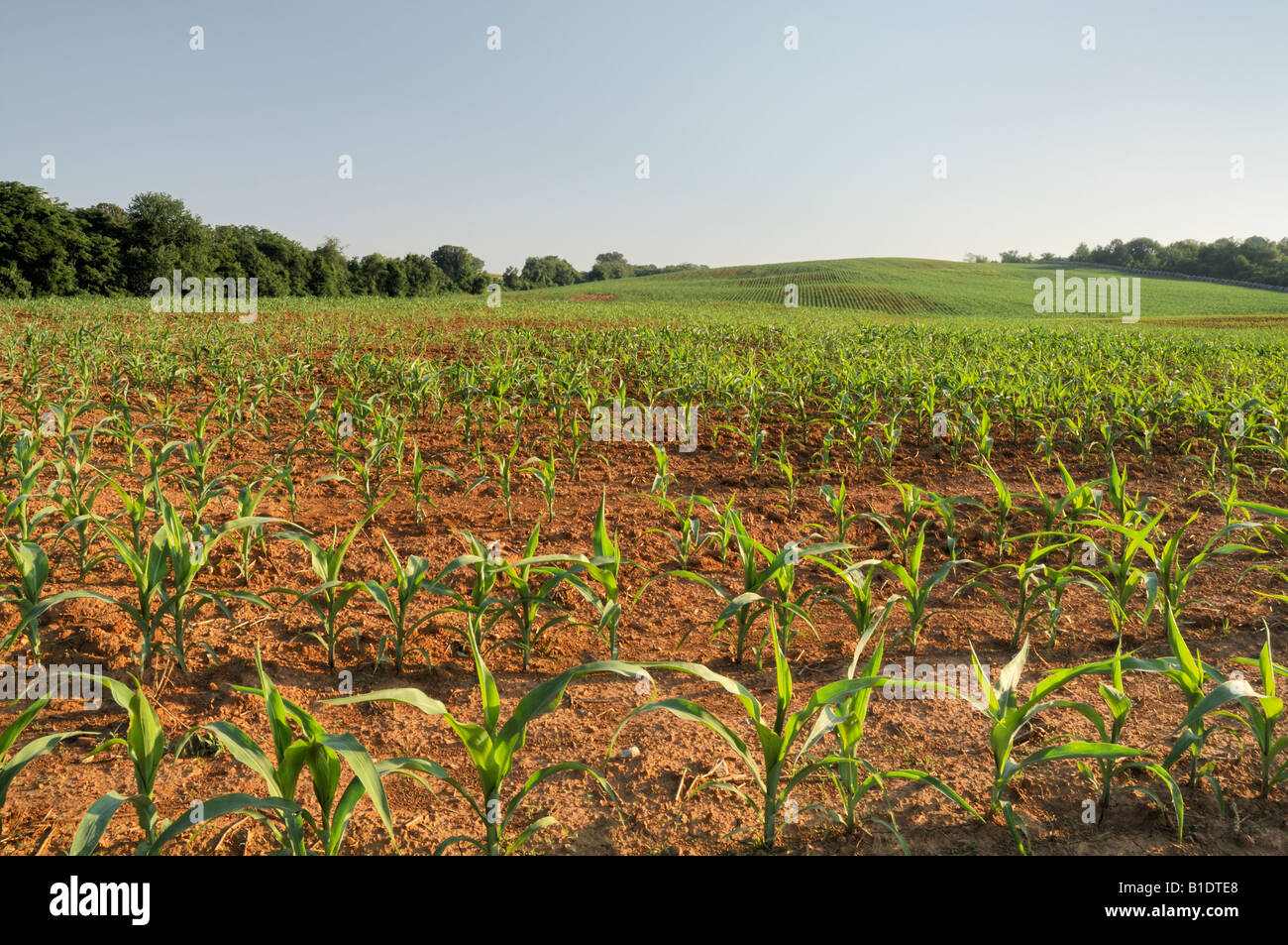 Freshly planted spring corn (Zea mays) growing for food and Ethanol ...