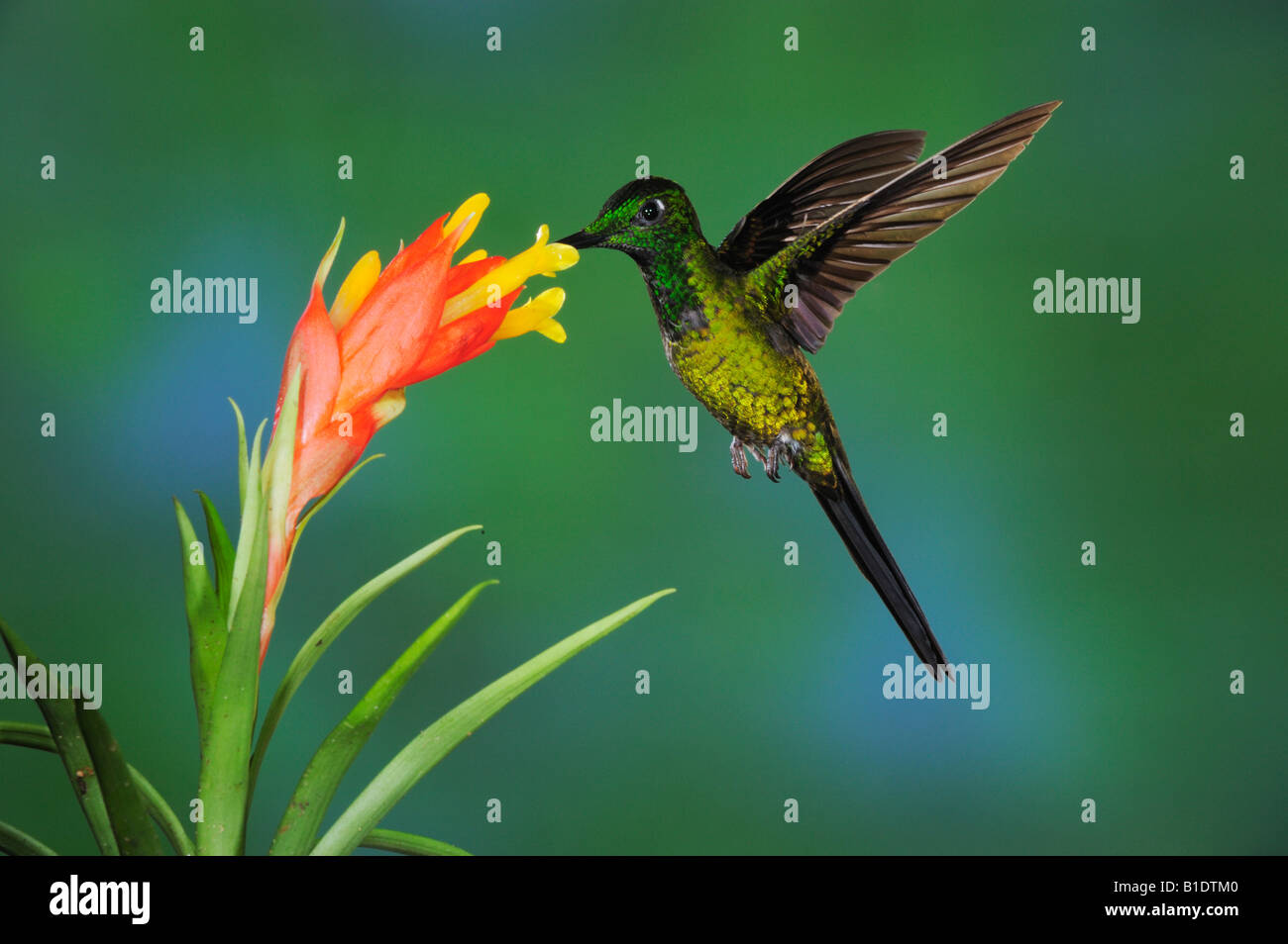 Empress Brilliant Hummingbird Heliodoxa imperatrix male feeding from ...